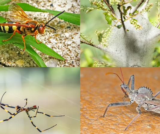 Our Blog | Yates-Astro Termite & Pest Control
